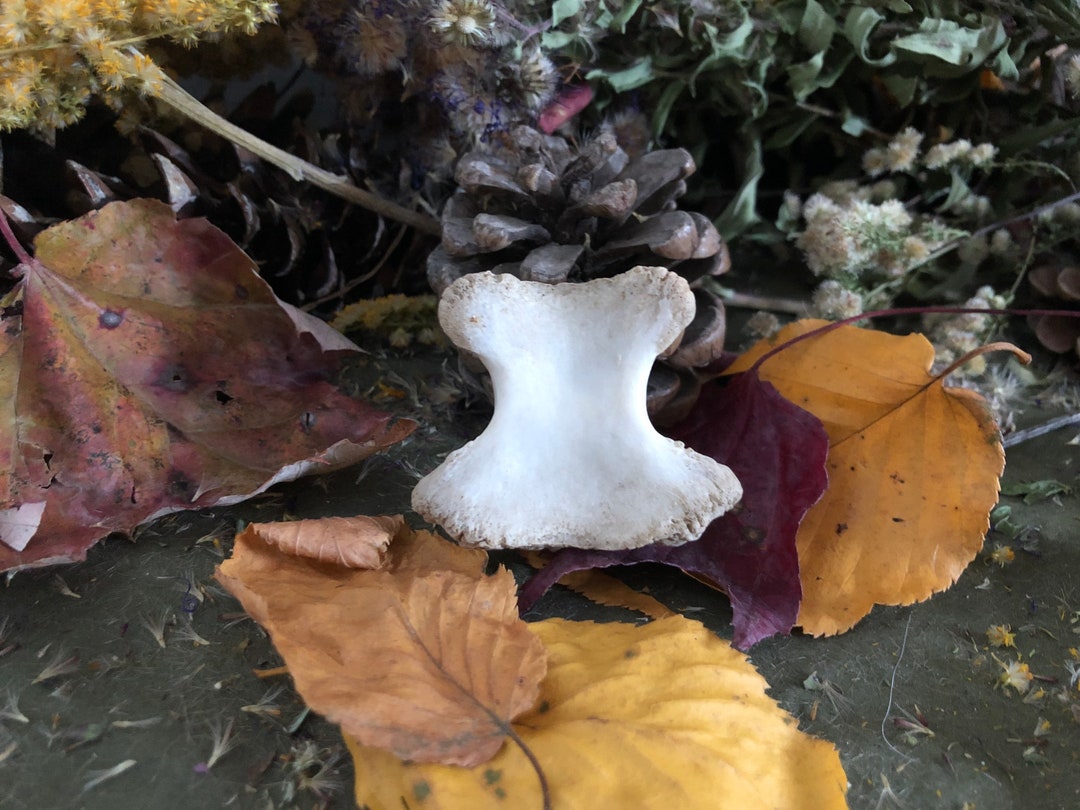 1 Deer Sternum Bone. Natural Bone Mjolnir. - Etsy