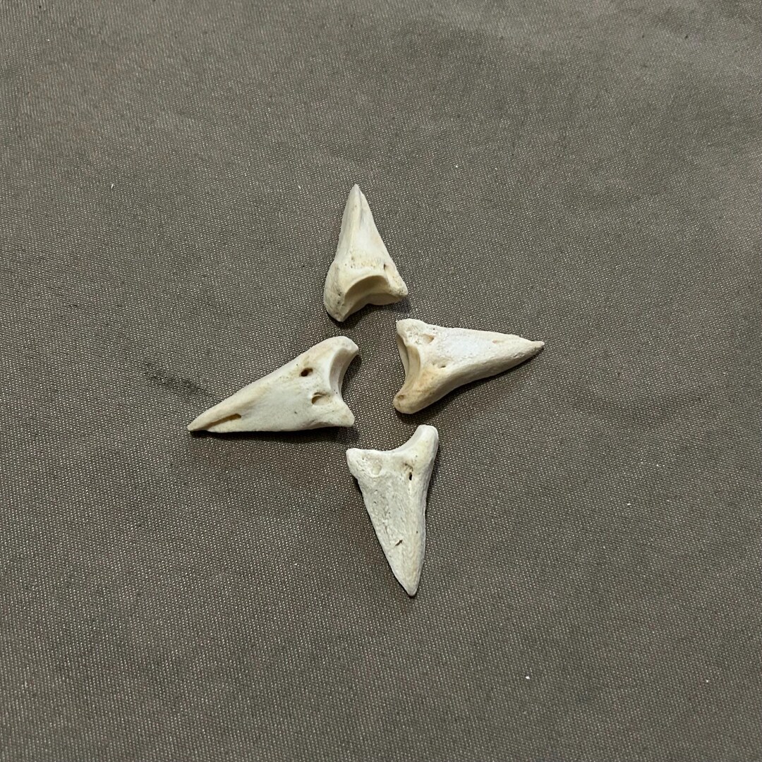 4 Deer Distal Phalanx Bones. Real Bones! - Etsy