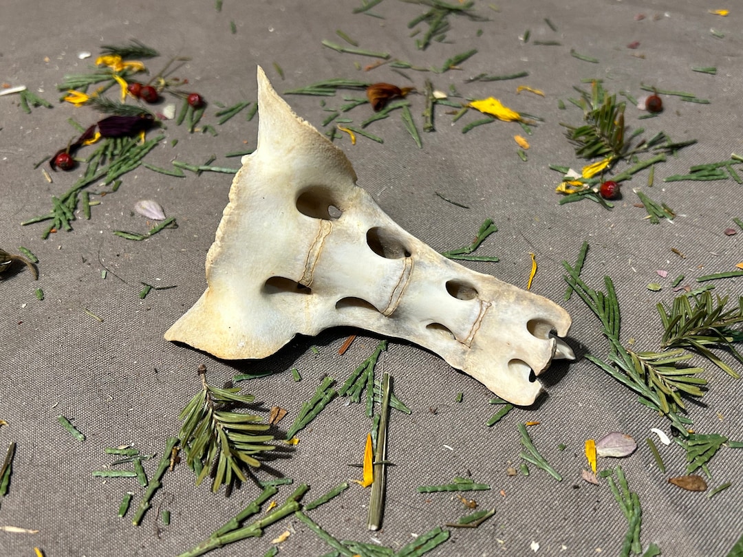 Deer Sacrum Bone Great for Altars, Crafts, and More Real Bone - Etsy