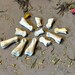 11 Deer Knuckle Toe Bones - Etsy