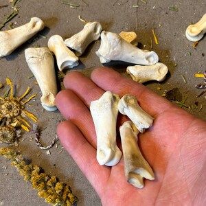 11 Deer Knuckle Toe Bones - Etsy
