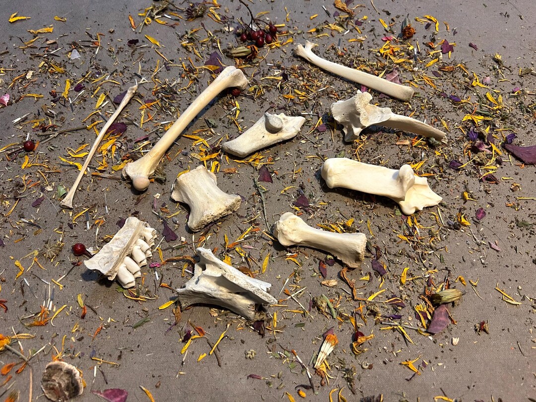 10 Piece Lot of Small Bones! for Crafting, Bone Art, Bone Jewelry and ...