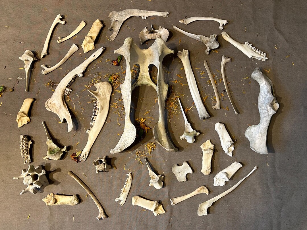 Giant Box of Bones! 34 Bones for Crafting, Bone Art, Curios, Oddities ...