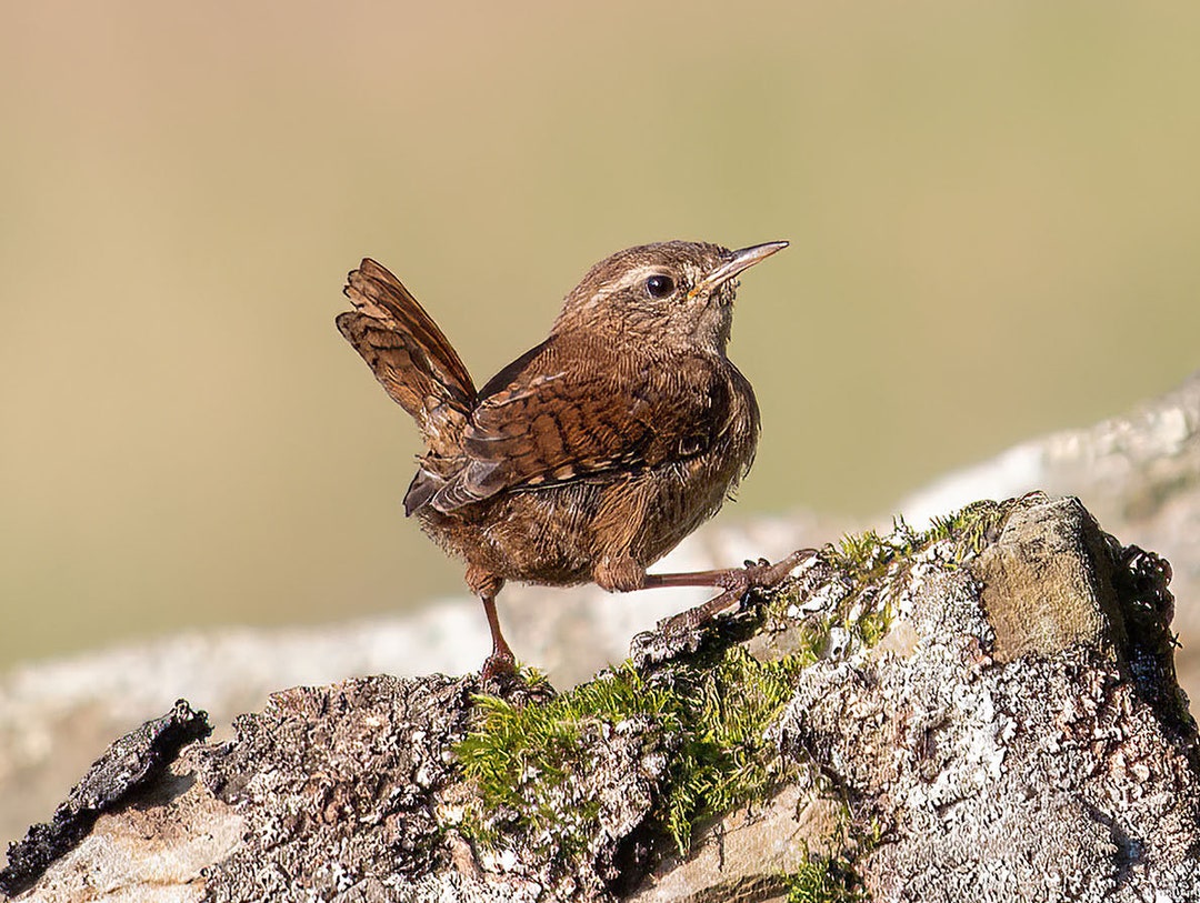 The Skittish Wren Nature Wall Art Print Gift - Etsy