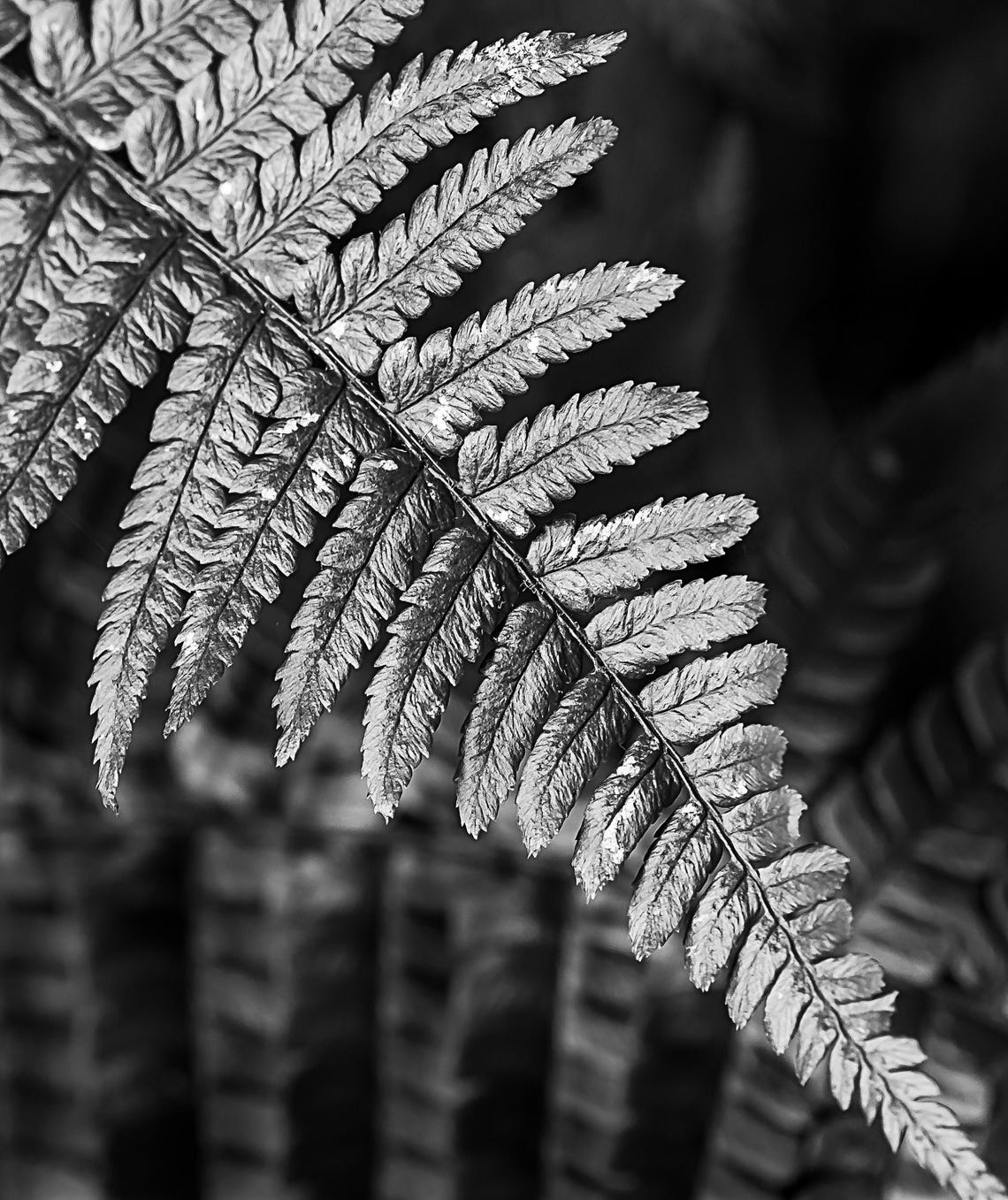 Silver Fern Black and White Wall Art Photography Print - Etsy