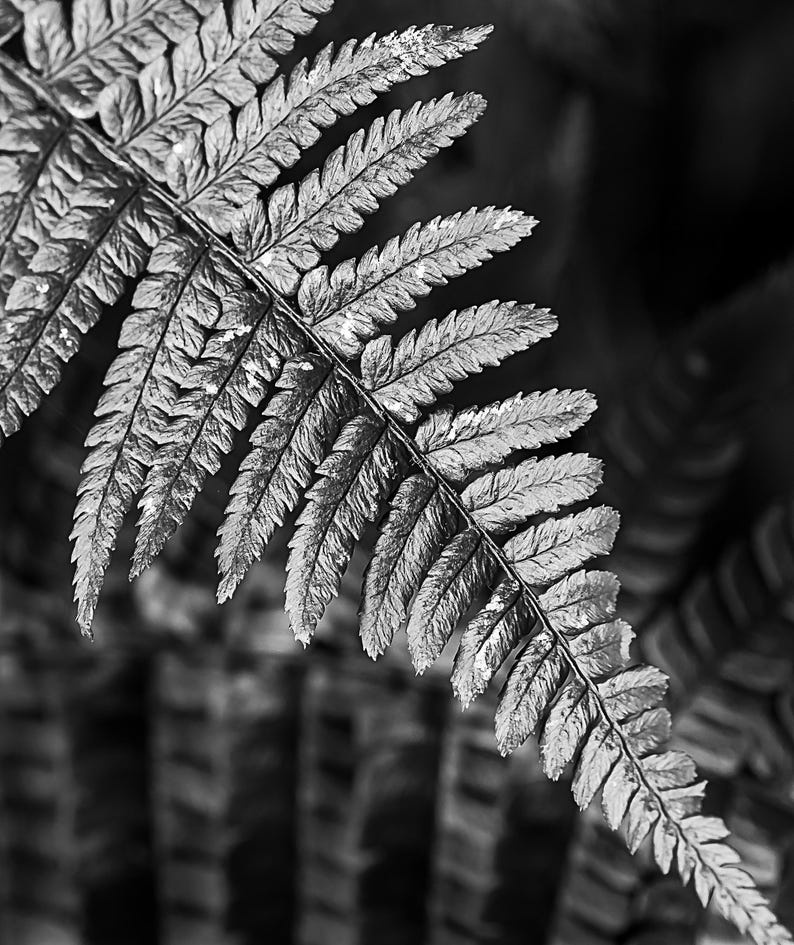 Silver Fern Black and White Wall Art Photography Print - Etsy