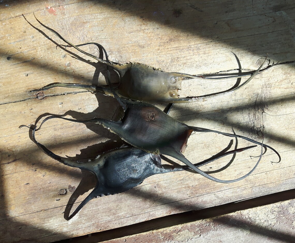 3 Devil's Purses Mermaids Purse Curios Cabinet Sigil - Etsy