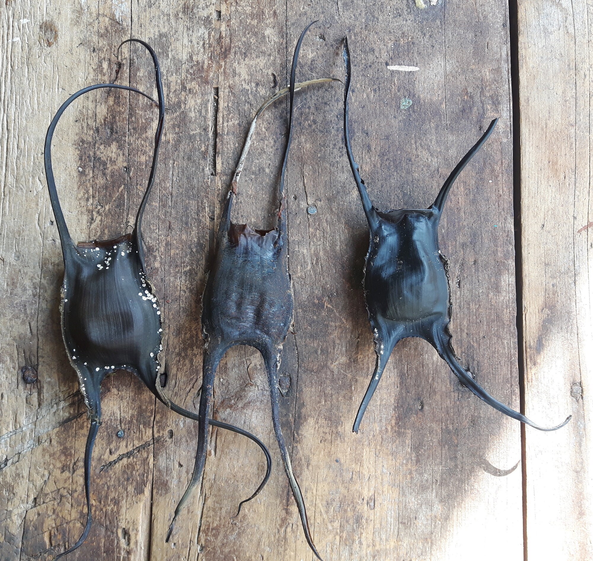 3 Devil's Purses Mermaids Purse Curios Cabinet Sigil - Etsy