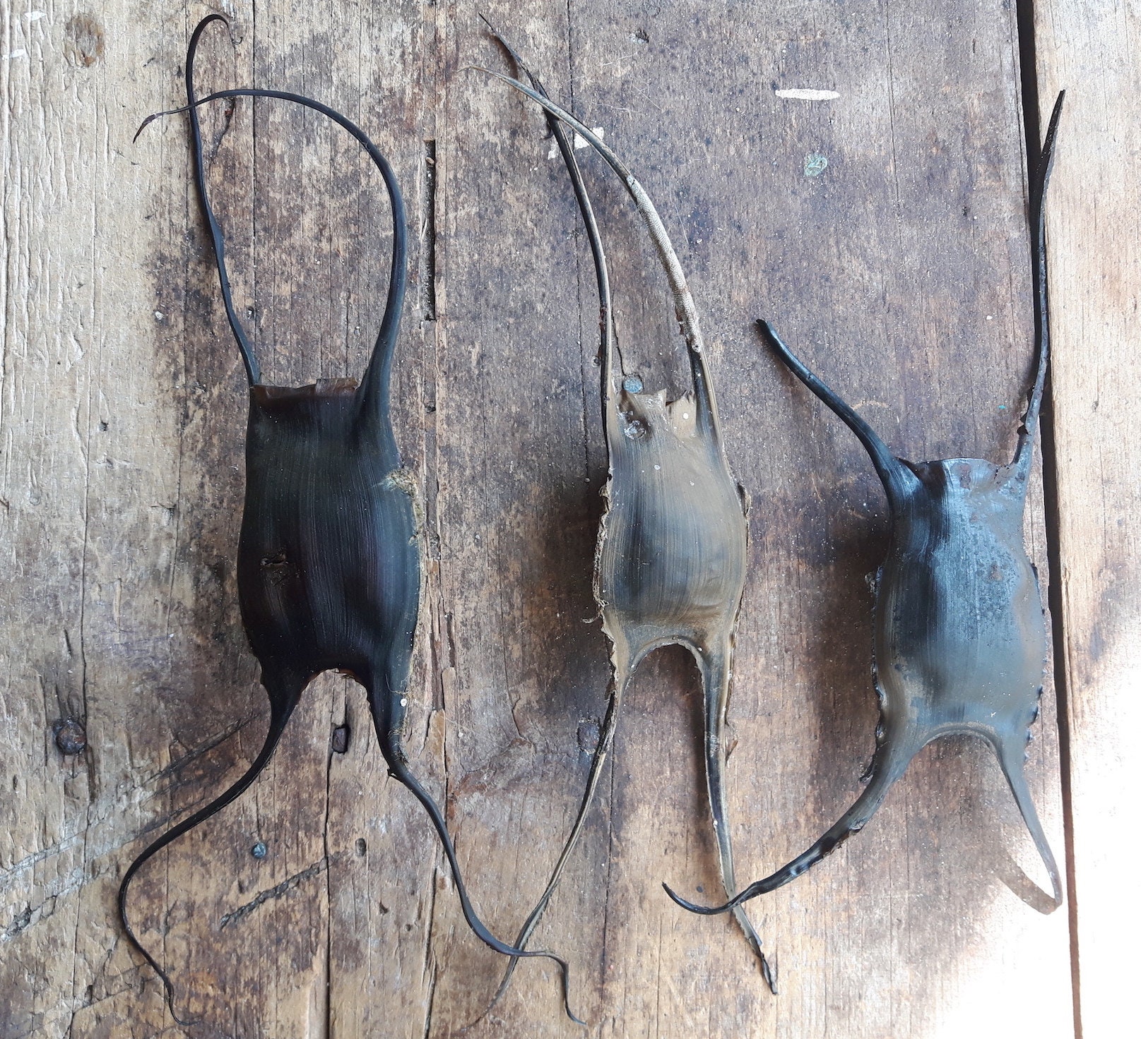 3 Devil's Purses Mermaids Purse Curios Cabinet Sigil - Etsy