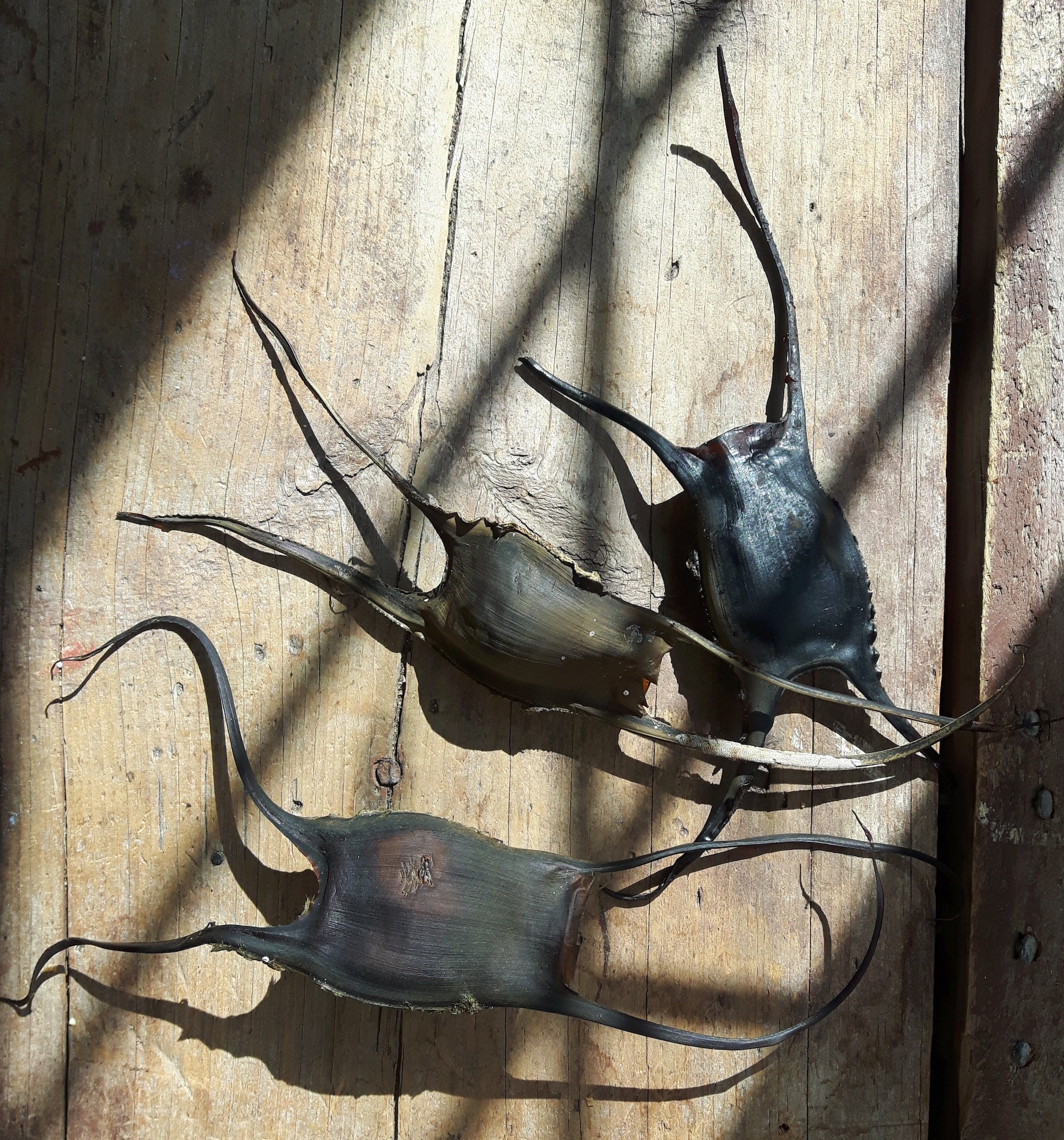 3 Devil's Purses Mermaids Purse Curios Cabinet Sigil - Etsy