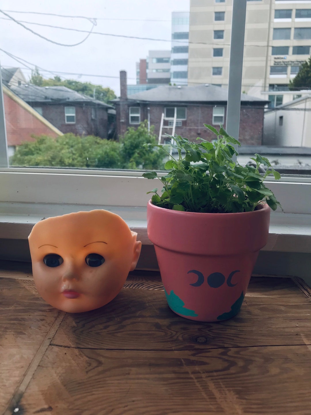 Pastel Catnip Pot - Etsy