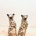 Meerkat Lovers Present 12,10, Meerkat Pair Wooden Meerkat Lovers ...