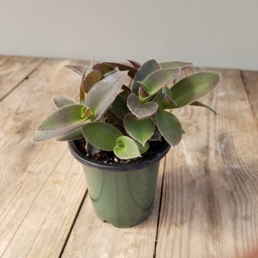 Tradescantia 'pale Puma' | Rare Fuzzy Trailing Plant | Easy Care ...