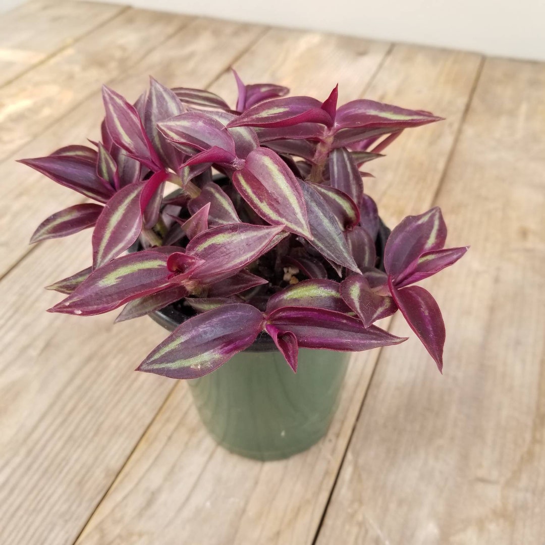 Tradescantia Zebrina 'red' | Red Wandering Jew | Easy Trailing ...