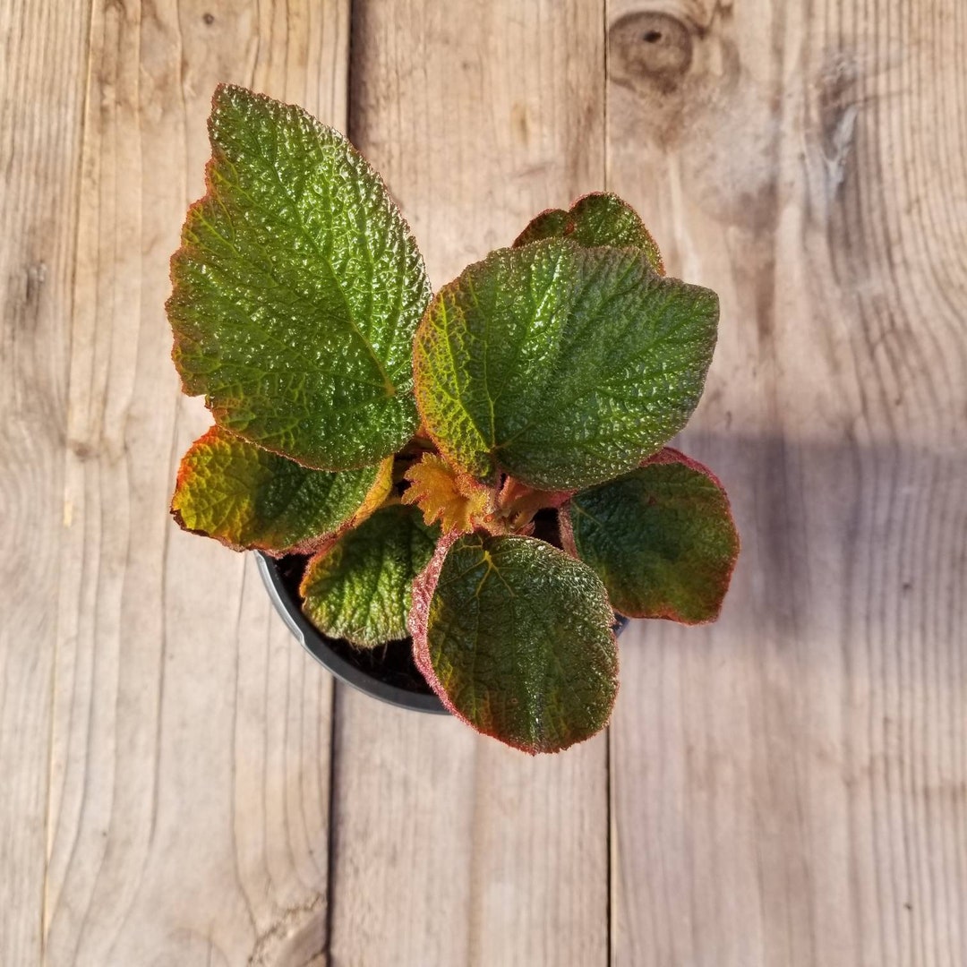 Angel Wing Begonia 'morocco' | Easy Care Indoor Plant | Unique Foliage ...
