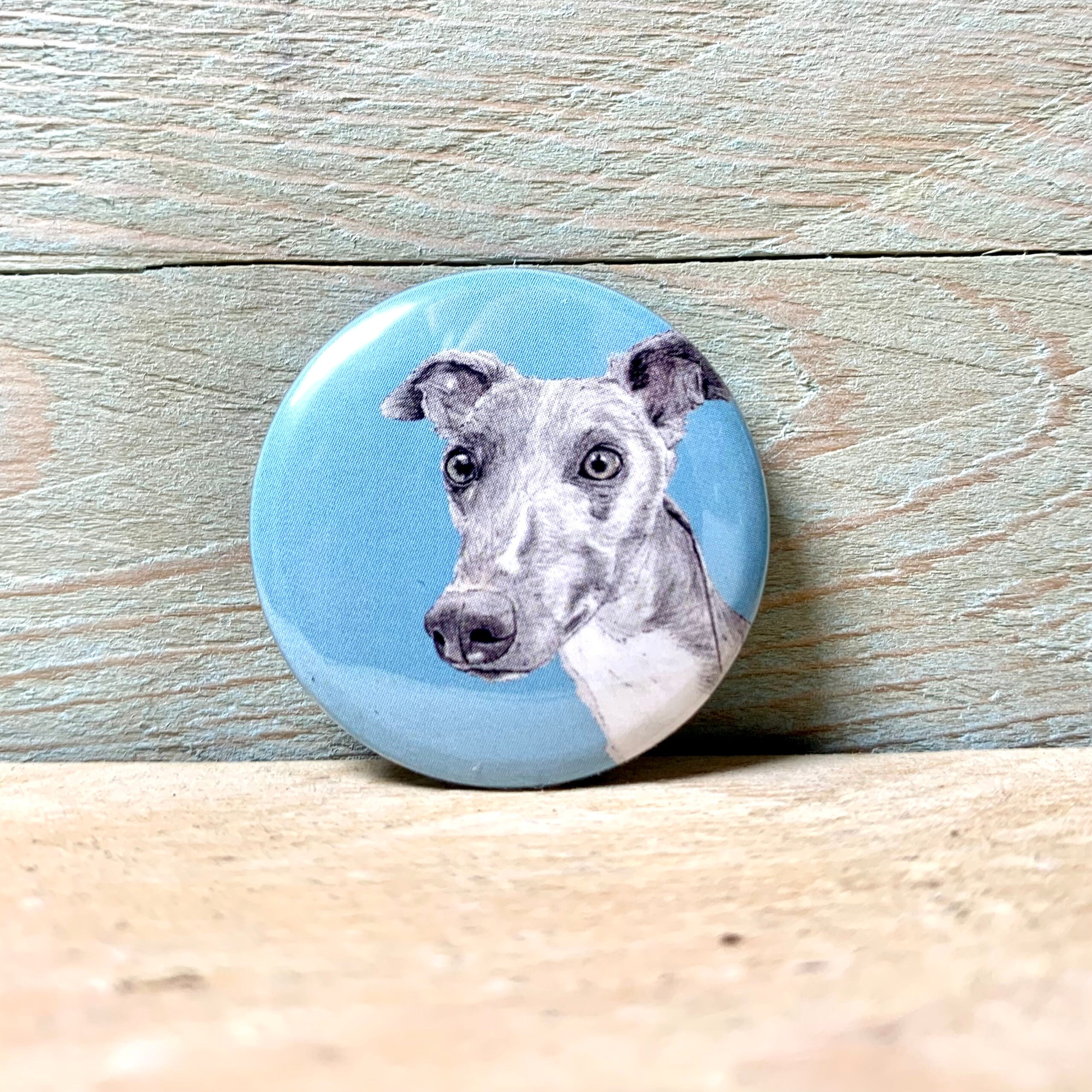 Blue Whippet Puppies