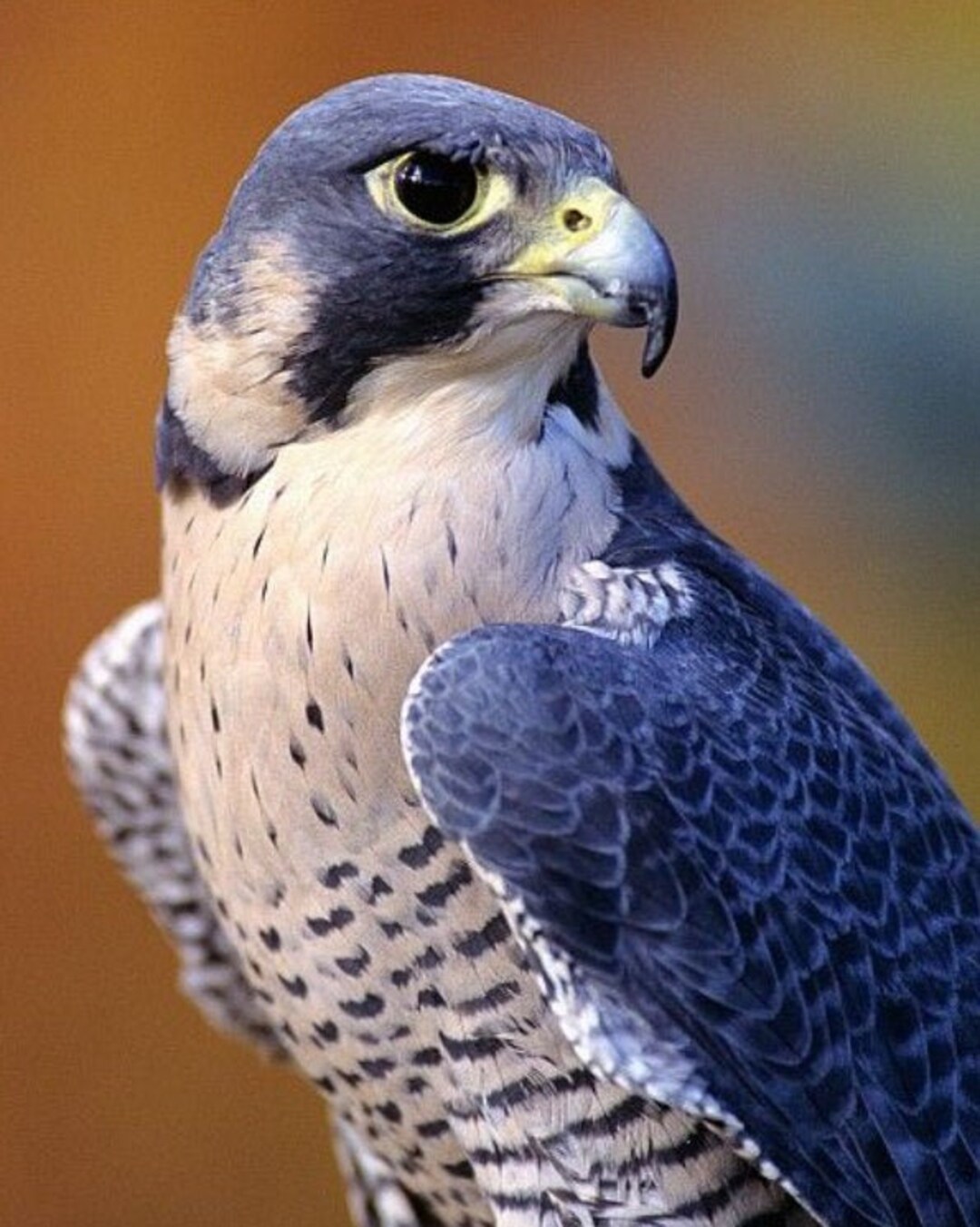 Karmic Hex Jinx Justice - Etsy