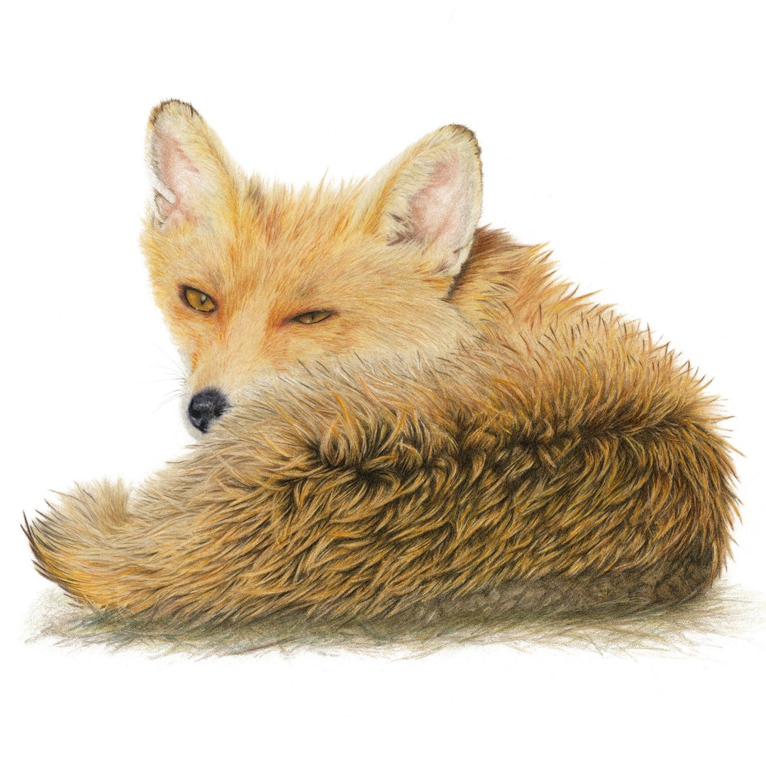 Cornish Fox 10x16 LIMITED EDITION PRINT, Wildlife Drawing, Vegan ...