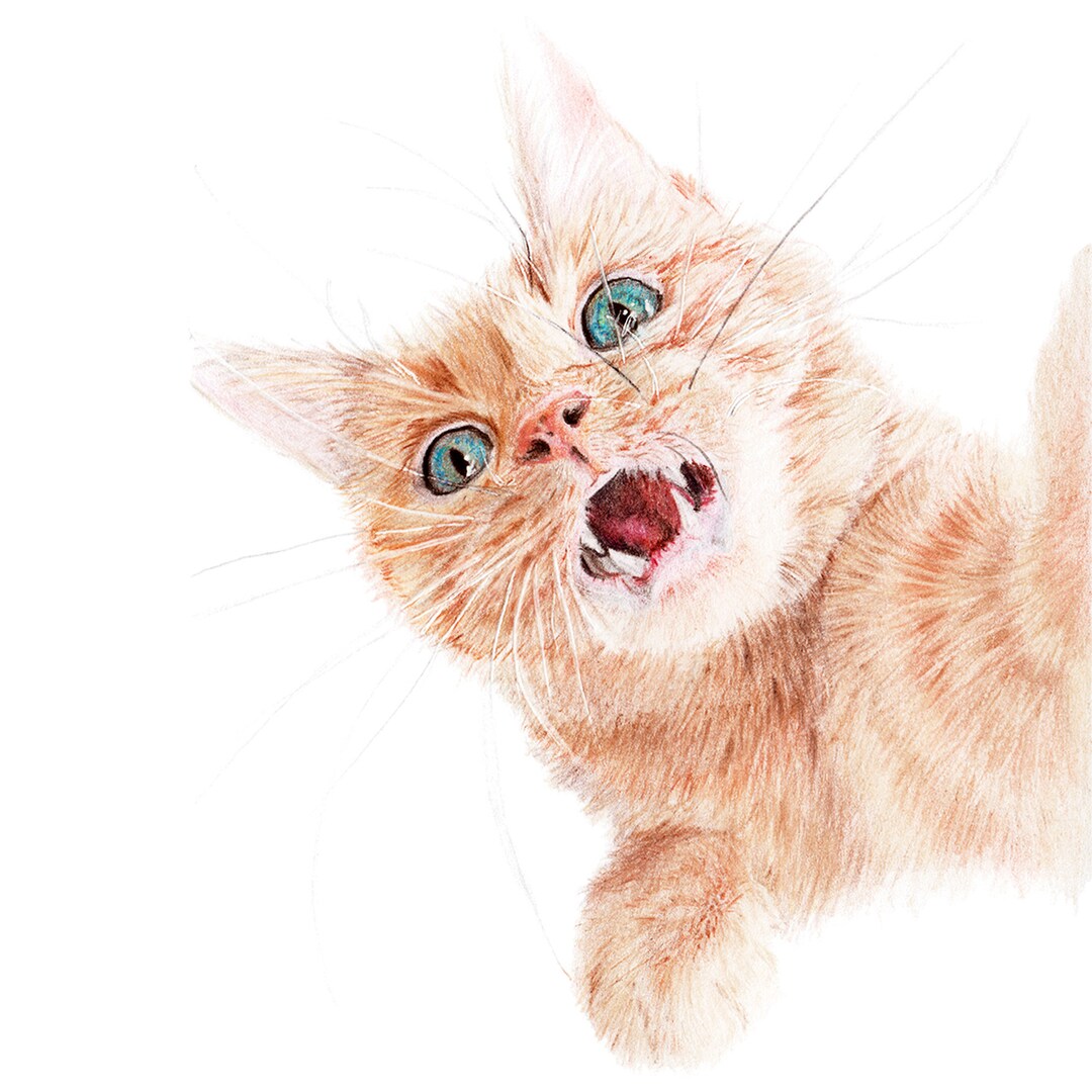GINGER CAT, Realistic Coloured Pencil Drawing, Cat Lovers, Cornish Cat ...