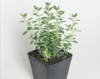 Teucrium Chamaedrys Germander Live Plant in 3 1/4" Pot - Etsy