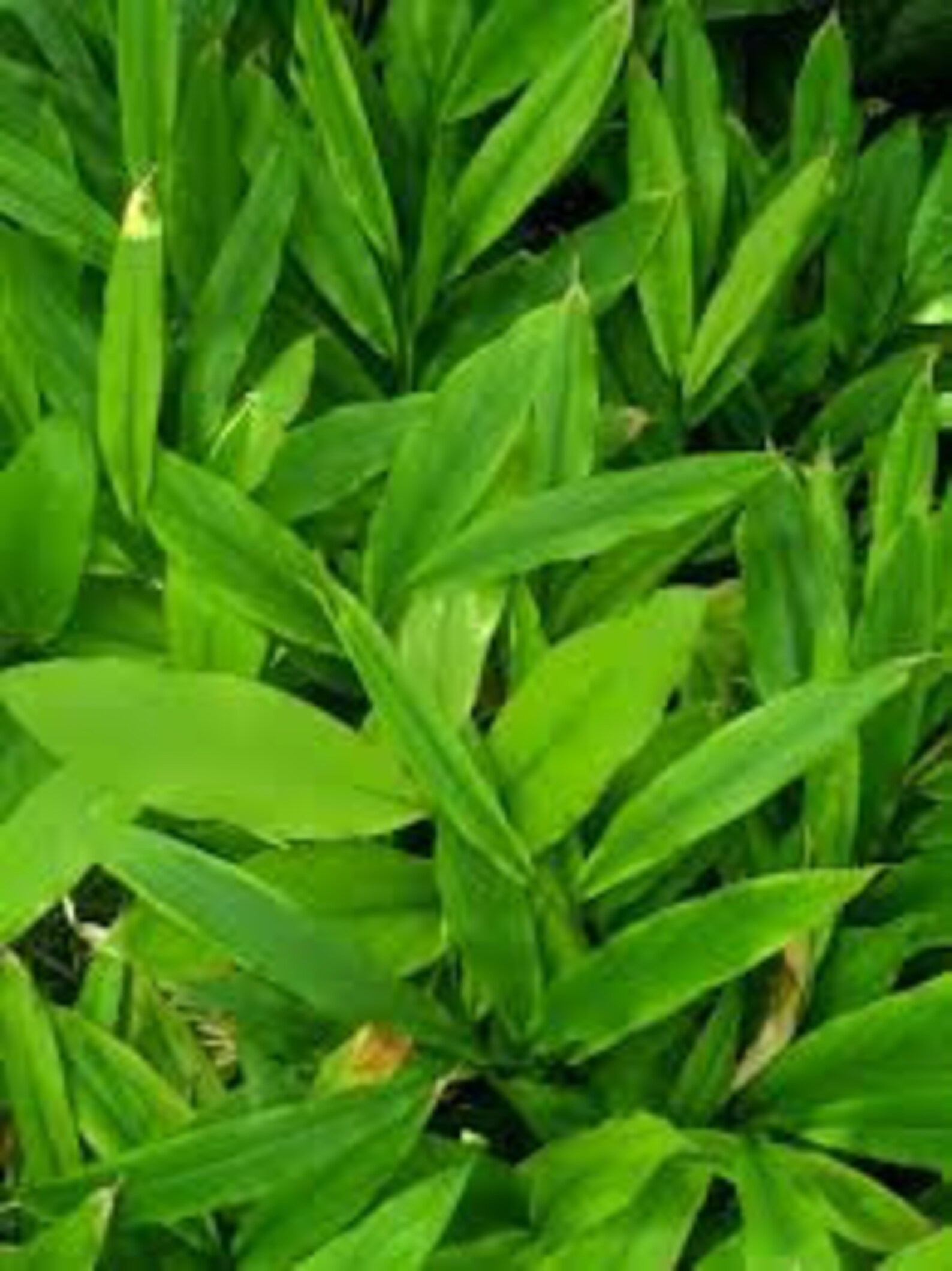 Cardamom Ginger Plants live - Etsy