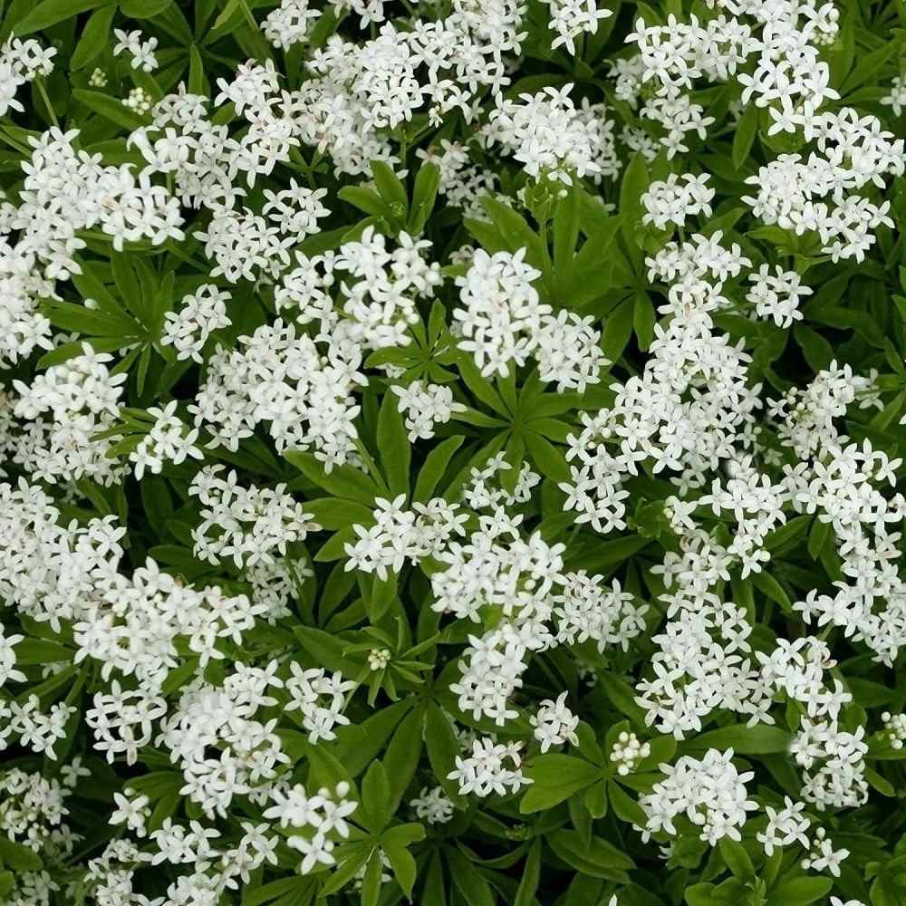 Sweet Woodruff Plant organically Grown - Etsy
