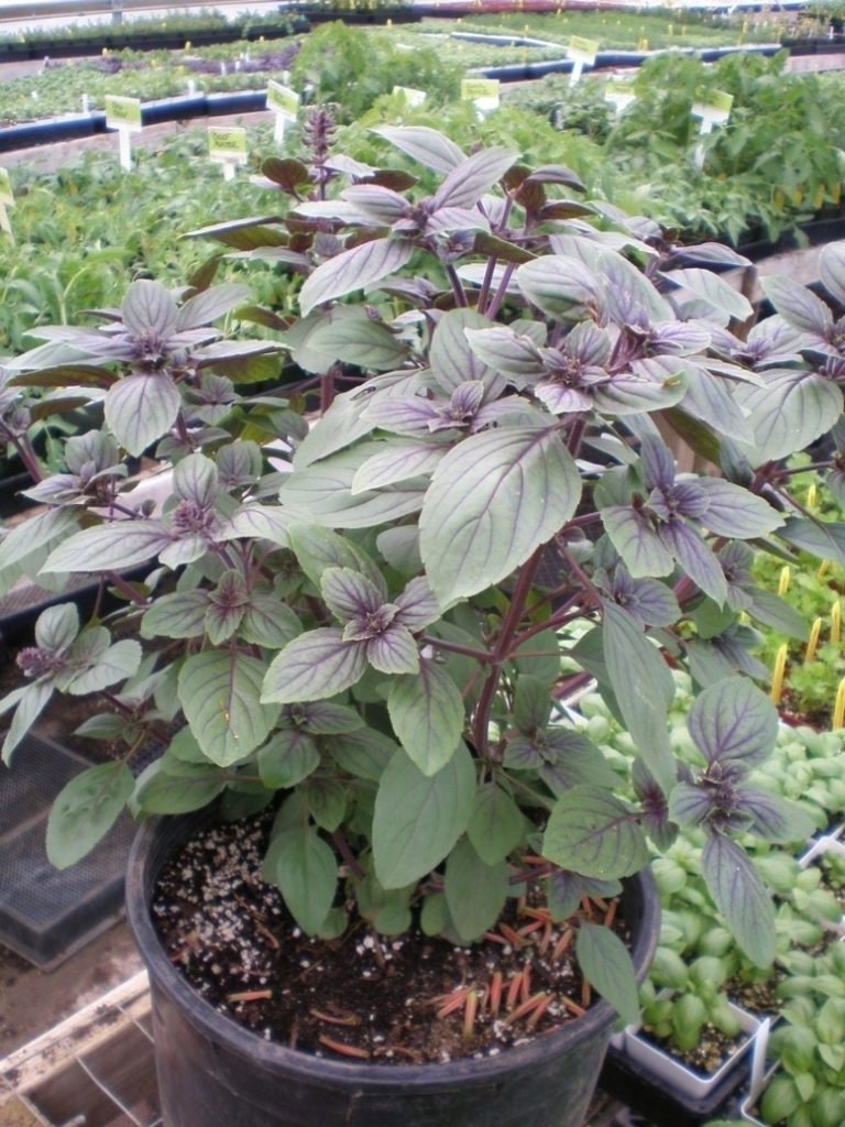 African Blue Basil Plant - Etsy