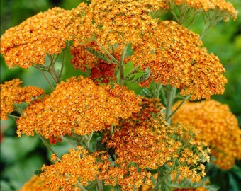 Sun Achillea DESERT EVE TERRACOTTA Compact Orange Yarrow Fast Flowers ...