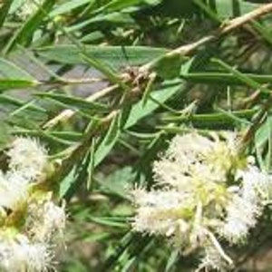 Tea Tree (melaleuca Alternifolia) Plant - Etsy
