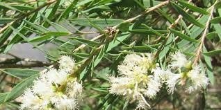 Tea Tree (melaleuca Alternifolia) Plant - Etsy