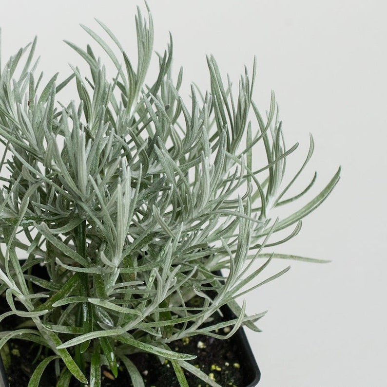 Curry Plant, Helichrysum (italicum) Angustifolium - Etsy