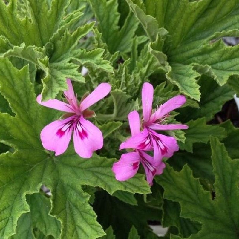 Mosquito Plant - Etsy