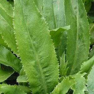 Culantro Plant, Shado Beni, Sawtooth Herb - Etsy