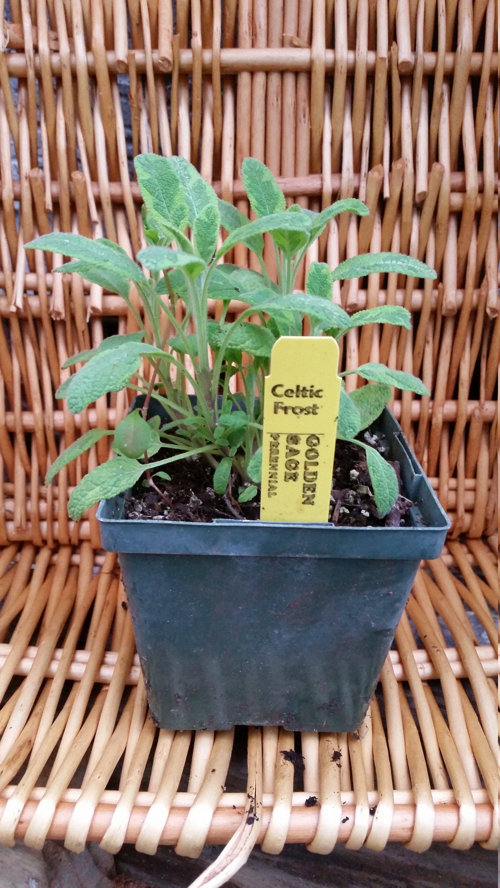 Golden Variegated Sage - Etsy