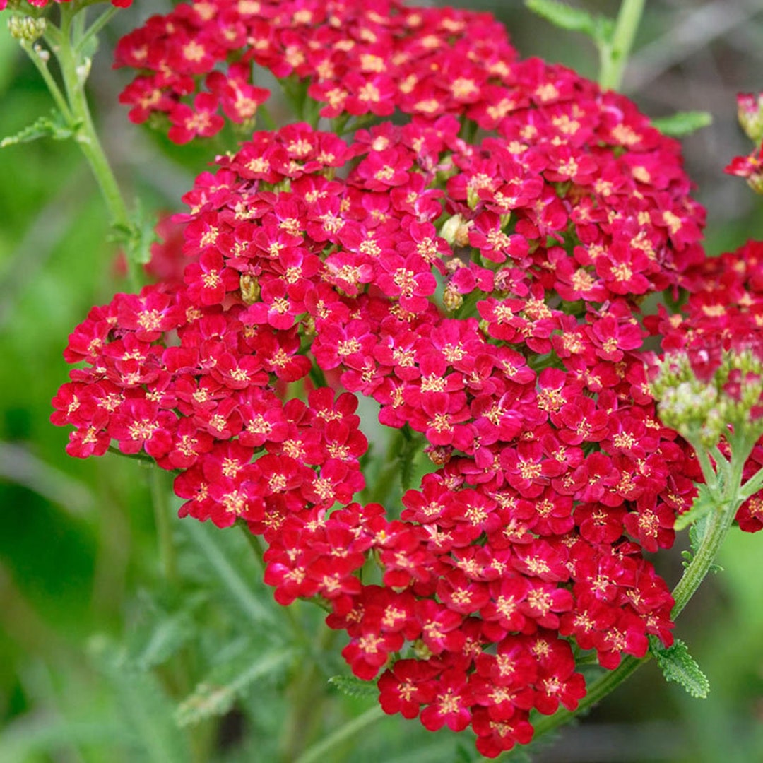 Red Yarrow Plant (organic) - Etsy