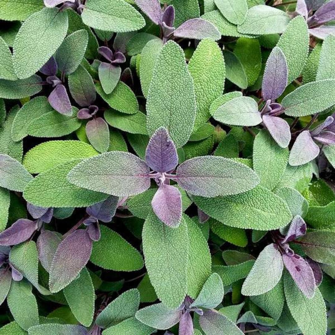 Purple Garden Sage live Plant Grown in 4 Inch Pots - Etsy