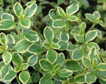 Thyme "lemon" - Live Plant - Etsy