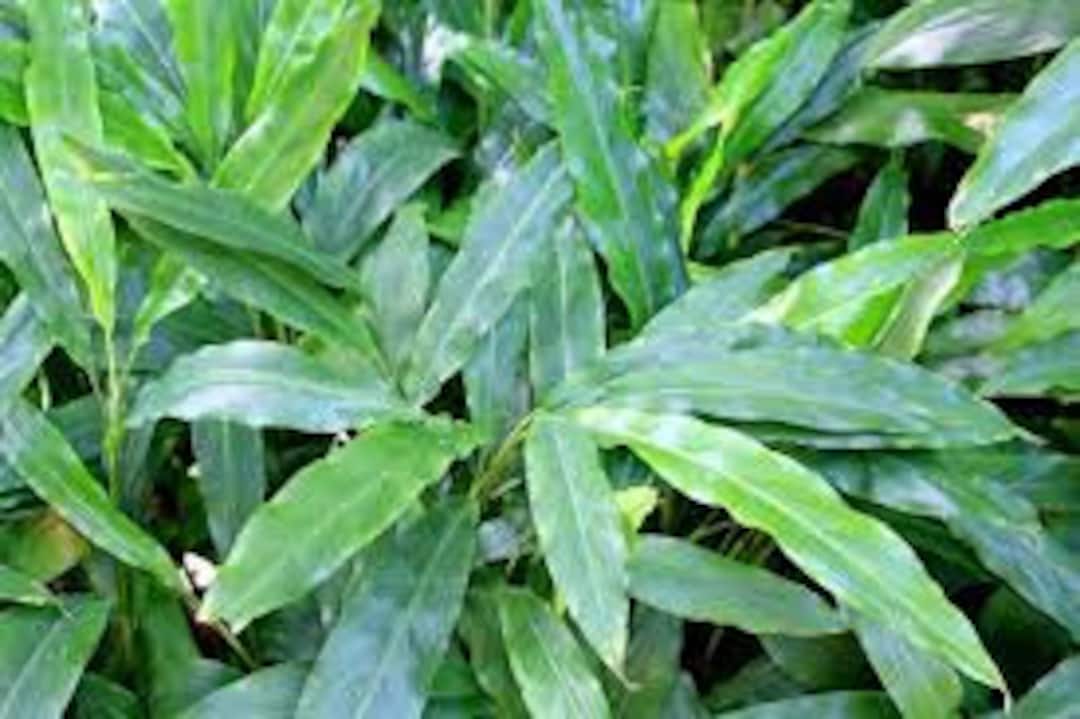 Cardamom Ginger Plants live - Etsy