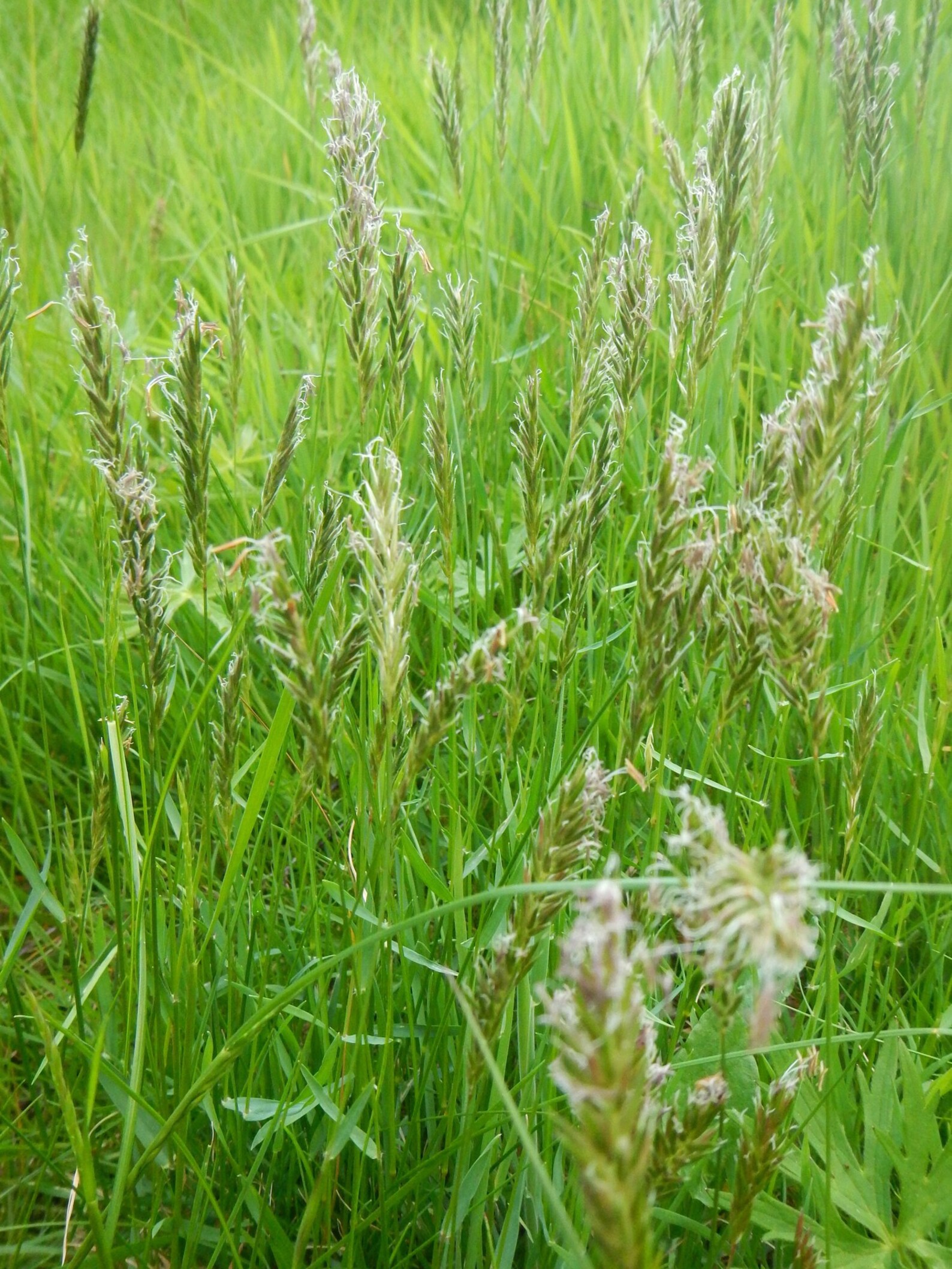 Sweet Vernal Grass Plant (live Plant) - Etsy
