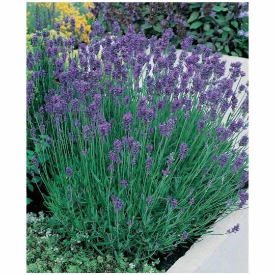 MUNSTEAD LAVENDER Plant - Etsy