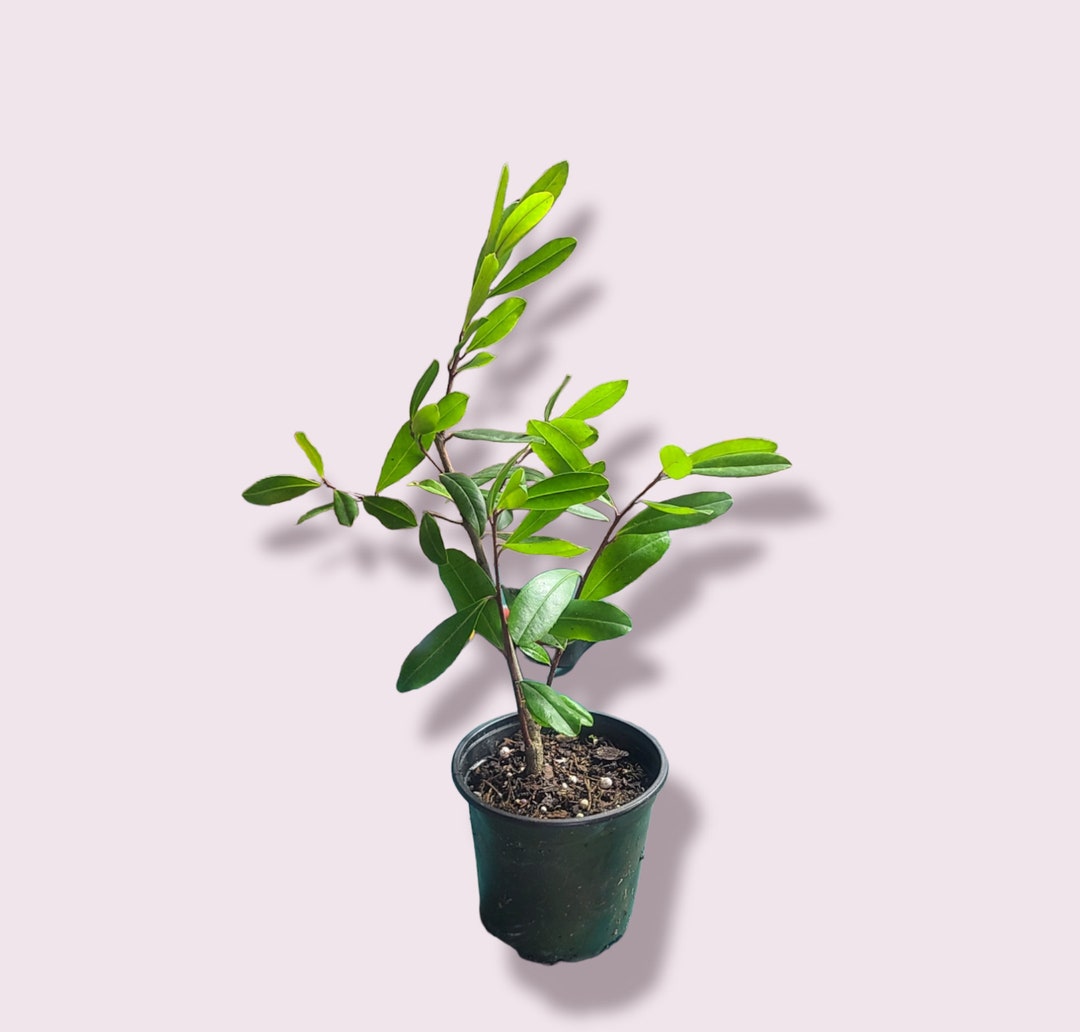 Yerba Mate' Plant (live) - Etsy
