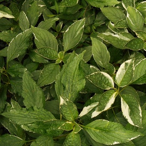 Variegated Peppermint Plant (live Plant) - Etsy