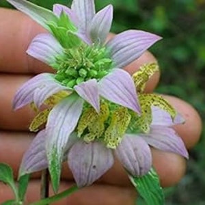 Yellow Dotted Mint Plant bee Balm - Etsy