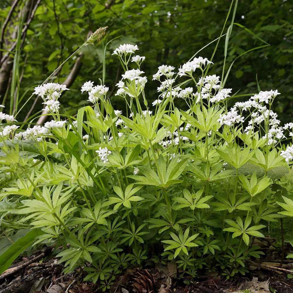 Sweet Woodruff plant organically grown | Etsy