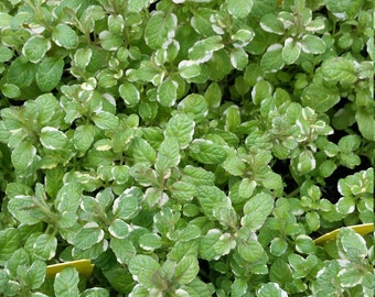 Apple Mint Cuttings Live Plant Cuttings for Rooting AKA Pineapple ...