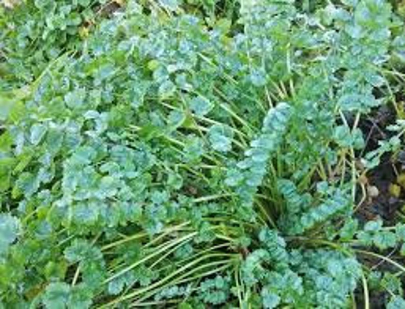 Salad Burnet Plant live Plant Cucumber Flavor - Etsy
