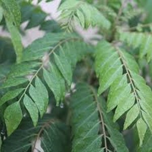 Curry Leaf Tree (sweet Neem) Live Plant - Etsy
