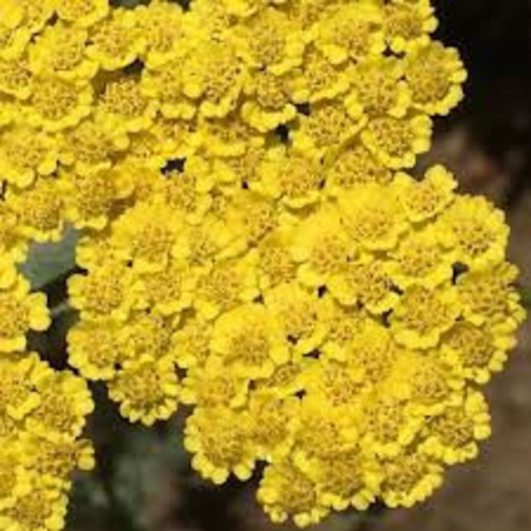 Yellow Yarrow - Etsy