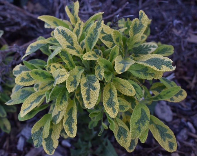Golden Variegated Sage - Etsy