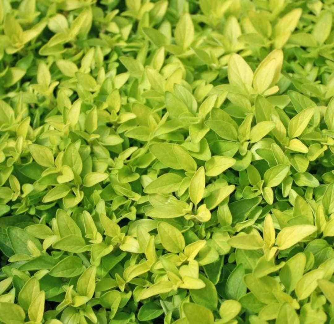Golden Creeping Oregano - Etsy